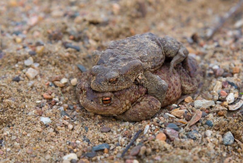 Coupling Frogs on Sand Path Stock Photo - Image of stone, amphibian ...