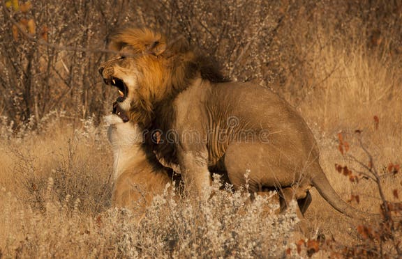 Coupling between lions stock image. Image of animals - 21398381