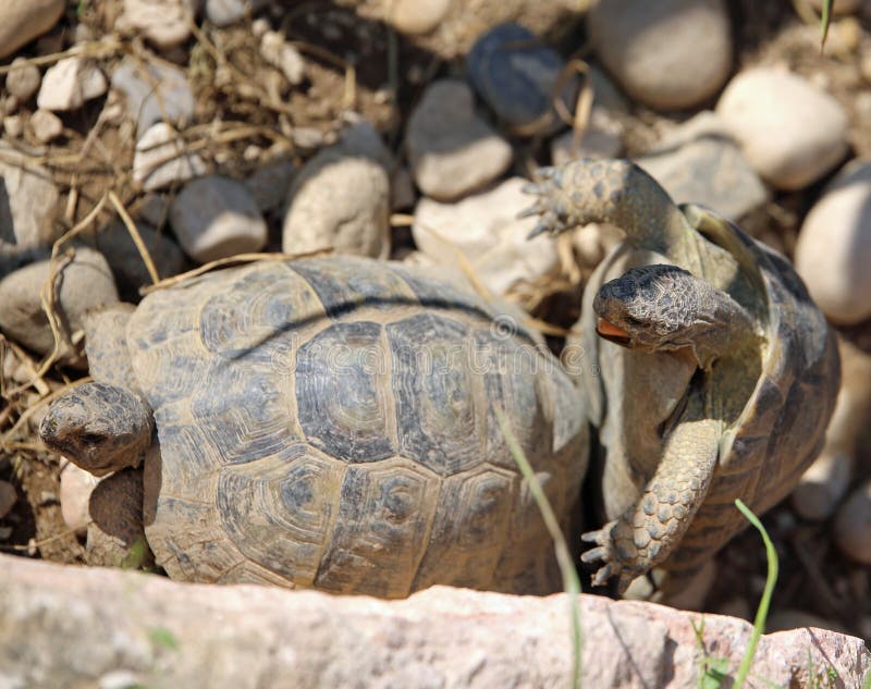 Coupling of Two Large Turtles during the Mating Season Stock Image ...