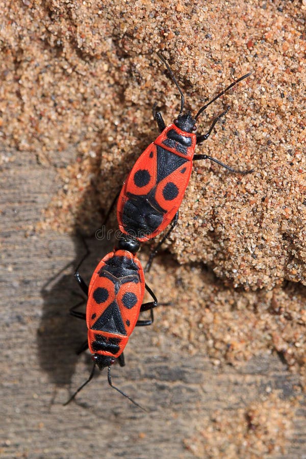 Coupling of Two Red Soldier Bug. Stock Image - Image of summer, copy ...