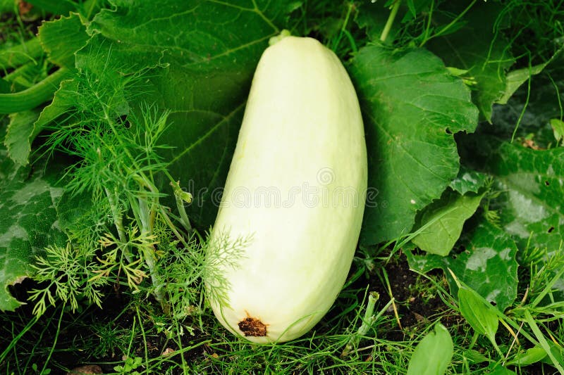 Courge à la moelle image stock. Image du verdure, appétissant - 15960865