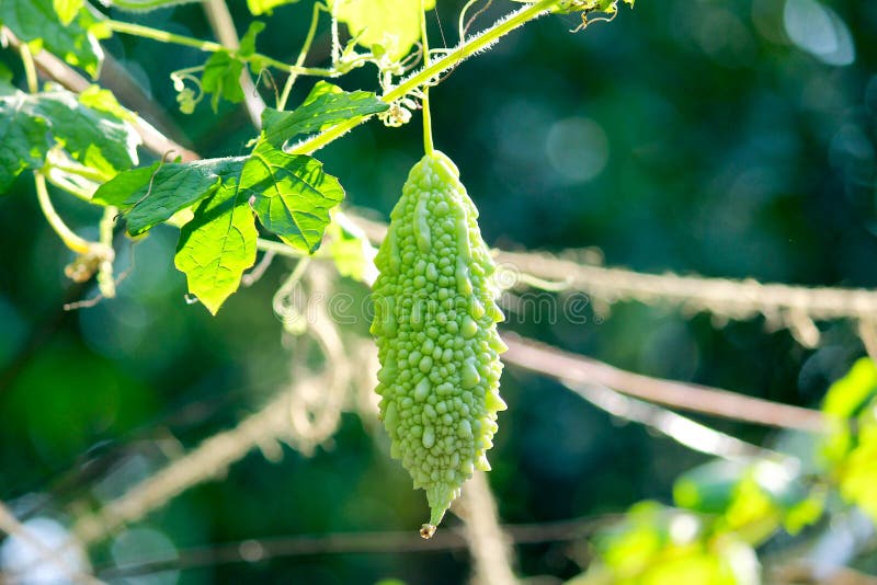 Courge amère photo stock. Image du inde, tomate, récoltez - 71085748