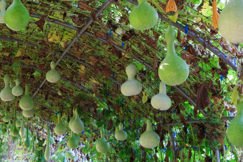 Courge blanche image stock. Image of corée, ingrédient - 32500303