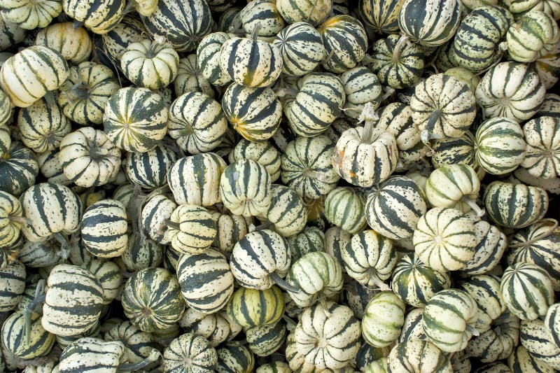 Courge blanche de potiron image stock. Image of moisson - 7278055