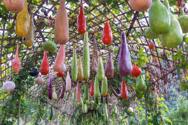 Courge De Bouteille, Courge De Calebasse, Fruit Et Arbres Photo stock ...