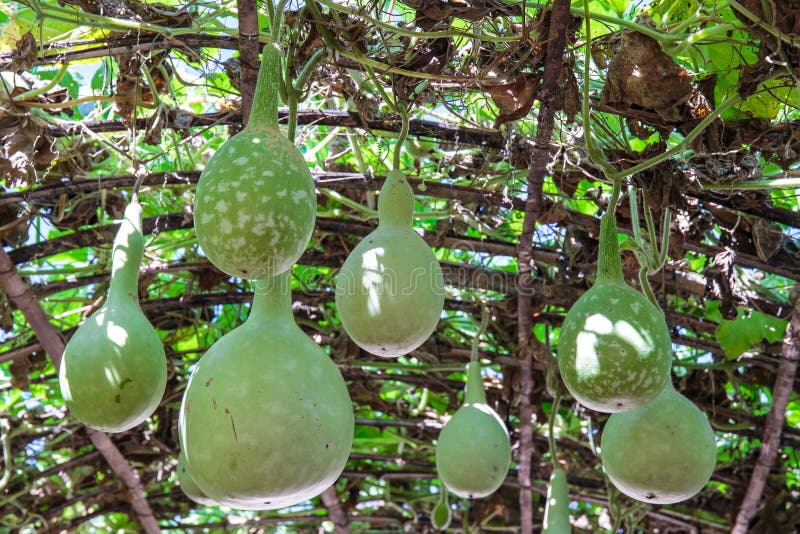 Courge De Bouteille Fraîche, Courge De Calebasse, Fruit Image stock ...
