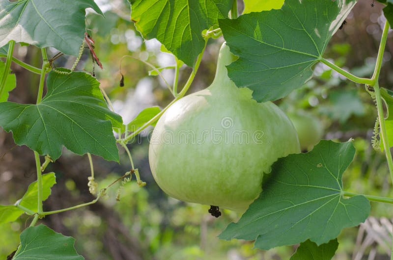 Légume De Calebasse Photos Stock - Téléchargez 1,813 Photos libres de ...