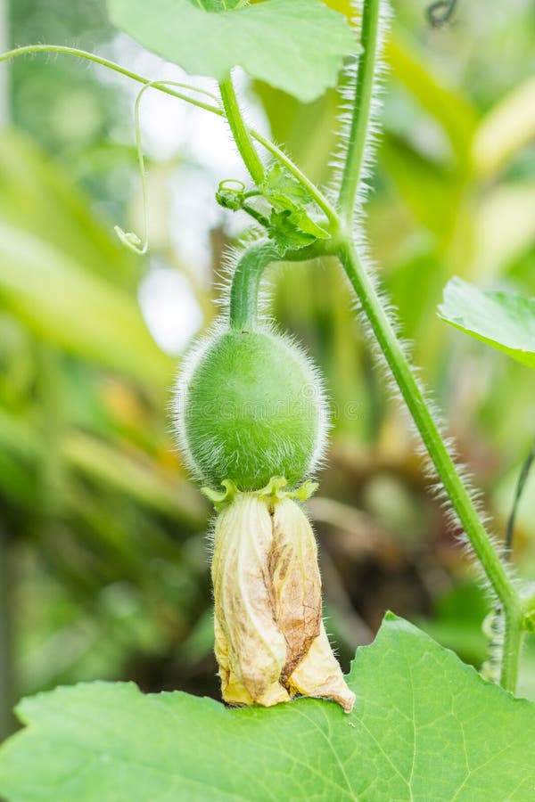 Jeune Fruits De Squash De Calebasse Ou De Bouteille Photo stock - Image ...