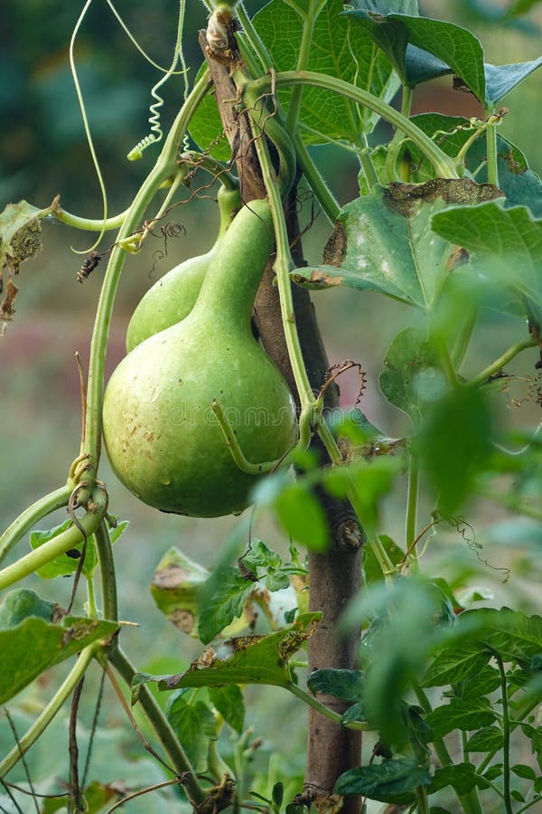 Calebasse, Courge De Bouteille Image stock - Image du ingrédient, goût ...