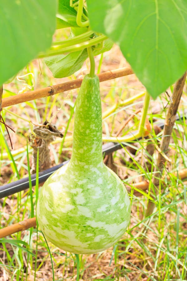 Tunnel De Courge De Calebasse Ou De Bouteille Photo stock - Image du ...