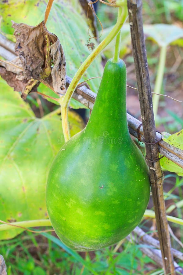 Tunnel De Courge De Calebasse Ou De Bouteille Photo stock - Image du ...
