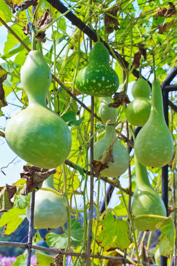 Tunnel De Courge De Calebasse Ou De Bouteille Photo stock - Image of ...