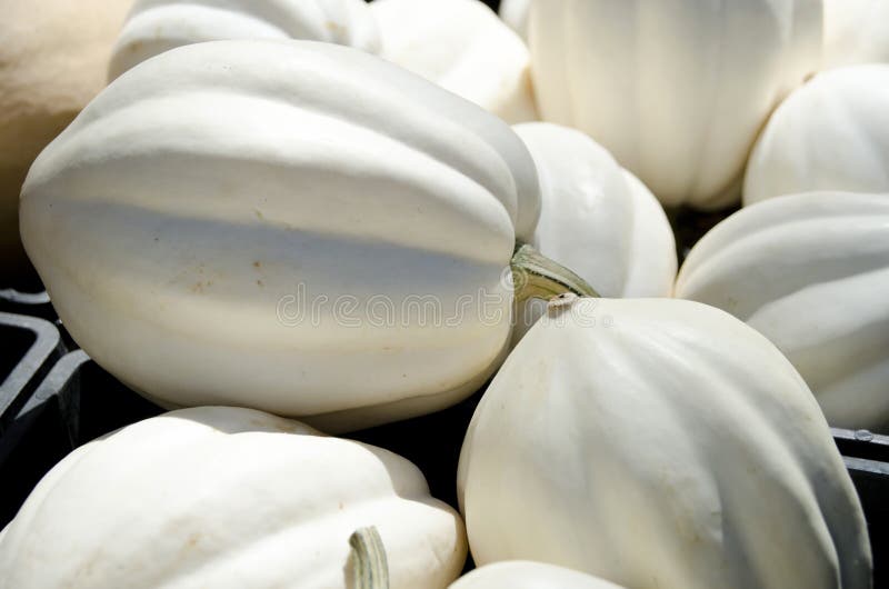 Courge de gland blanche image stock. Image du thanksgiving - 234069