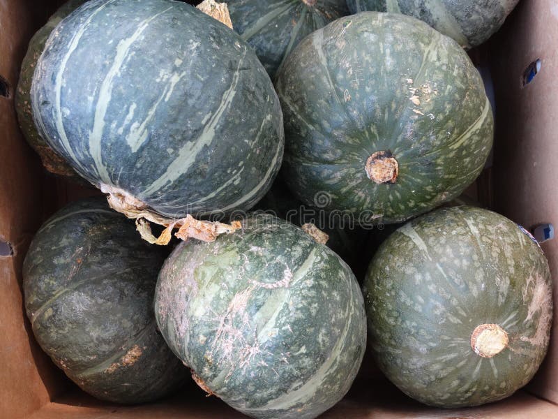 Courge Verte De Kabocha, Maximum De Cucurbita Photo stock - Image du ...