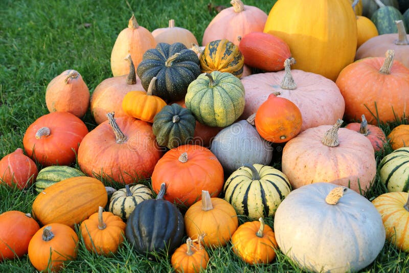 Courge Et Potirons Photos Stock - Téléchargez 16,388 Photos libres de ...