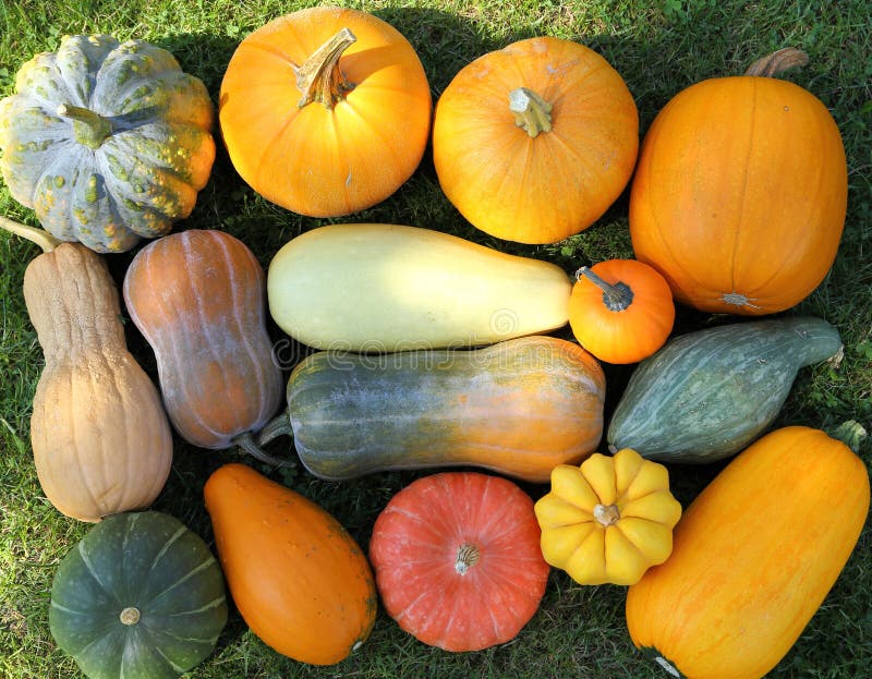 Courge Et Potirons Photos Stock - Téléchargez 16,388 Photos libres de ...