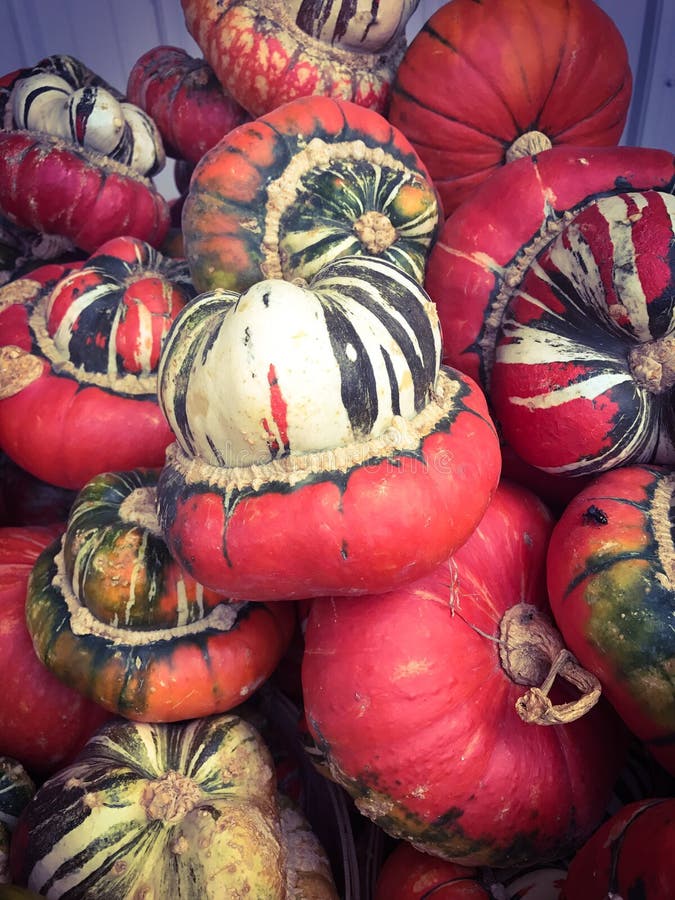 Courge Et Potirons De Gland Image stock - Image du automne, décoration ...