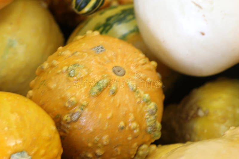 Longue Courge Jaune Warty De Cou, Pepo De Cucurbita Image stock - Image ...