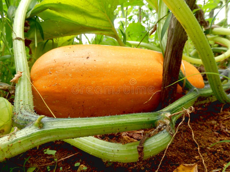 COURGE ORANGE photo stock. Image du sélectionné, blanc - 17936024