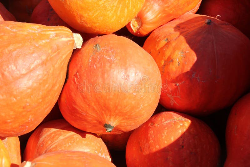 Courge Rouge De Kuri, Courge Japonaise, Maximum De Cucurbita Photo ...