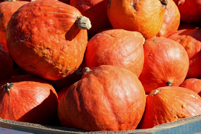 Courge Rouge De Kuri, Courge Japonaise, Maximum De Cucurbita Photo ...