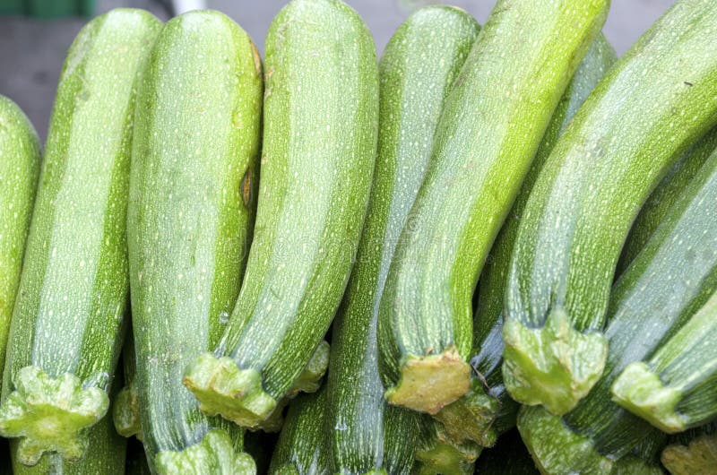 Courge verte photo stock. Image du moelle, courgettes - 50444030