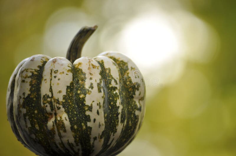Courge verte et blanche photo stock. Image du couleur - 11238580