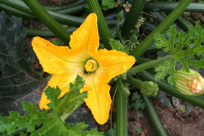 Courgette stock photo. Image of vegan, horticulture, healthy - 1077100
