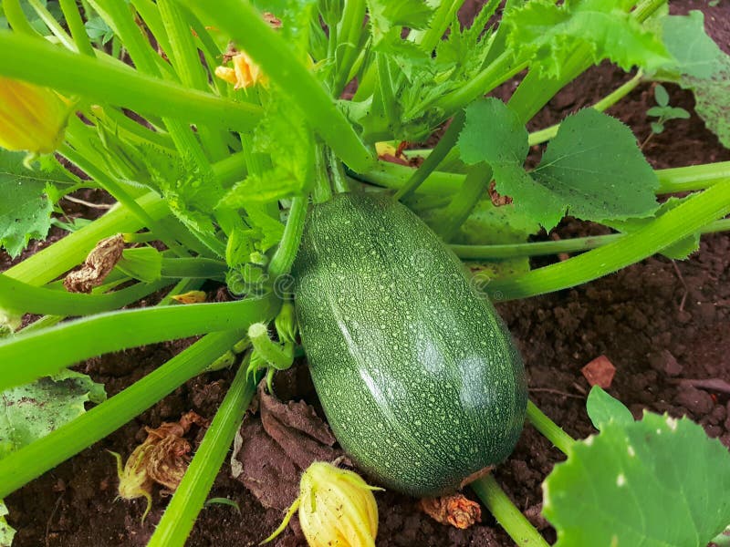 Courgette stock photo. Image of courgette, cultivation - 151885298