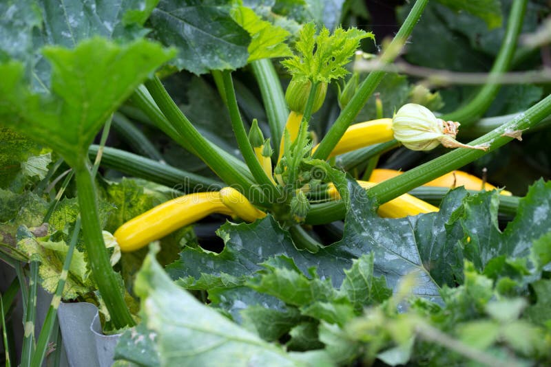 Courgette stock photo. Image of nature, courgette, fresh - 98641016