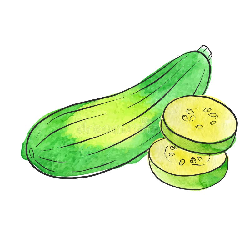 Courgette De Dessin De Vecteur Illustration de Vecteur - Illustration ...