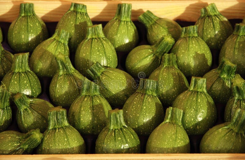 Courgette stock image. Image of round, freshness, ripe - 30357879