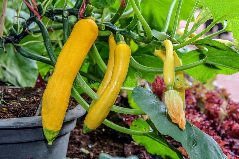 Courgette Jaune Sur Un Pot Dans Le Potager Image stock - Image du mûr ...
