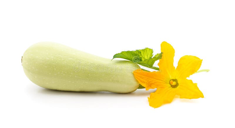 Courgette with Leaves and Flower Stock Image - Image of healthy ...