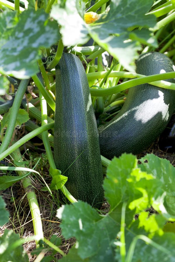Courgette in moestuin stock foto. Image of vers, cultiveer - 33032242