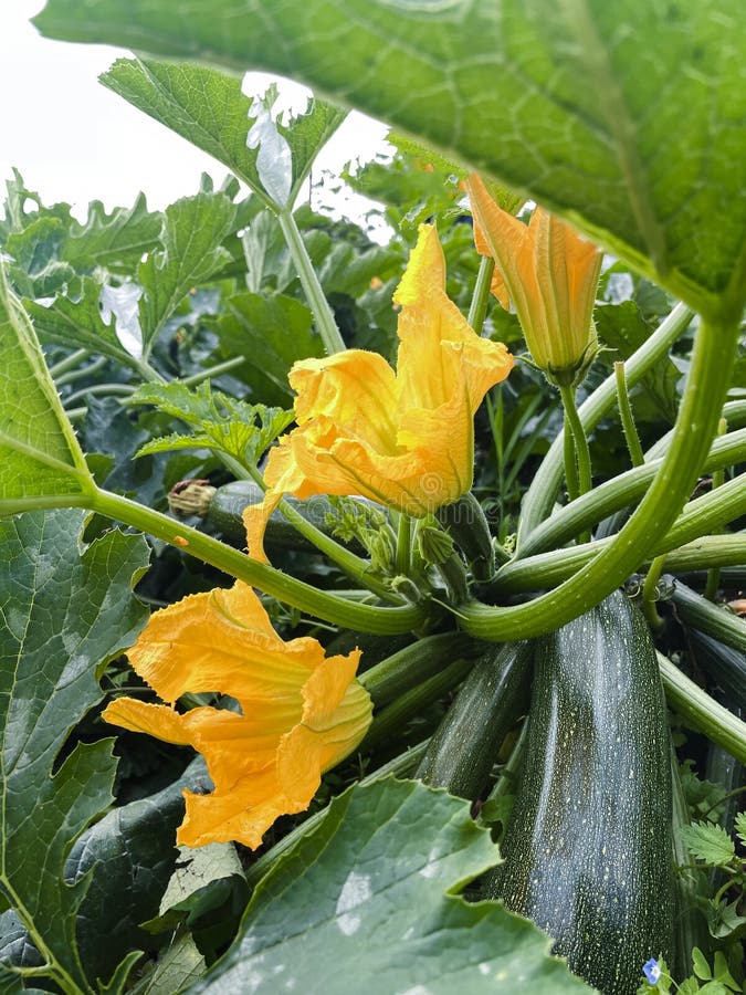 Courgette Plant with Flowers and Fruit. Stock Photo - Image of foliage ...