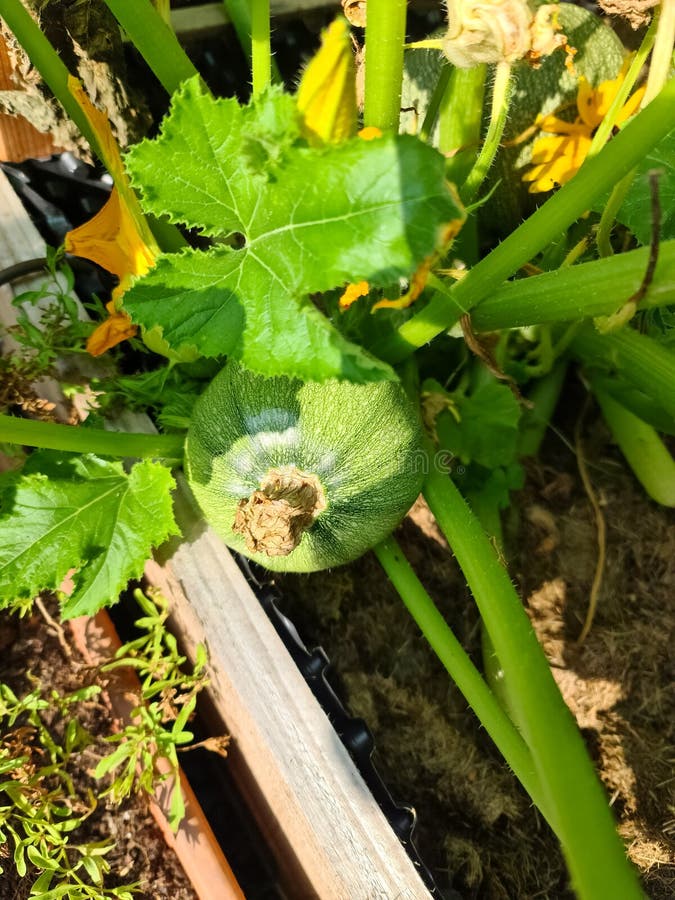 A Large Courgette on the Bed. Stock Photo - Image of blossom, produce ...