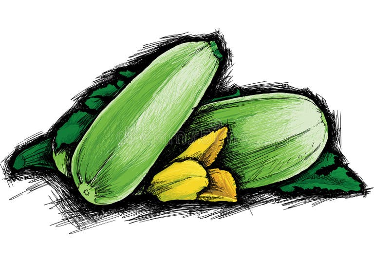 Courgette stock vector. Illustration of plant, zucchini - 33341178