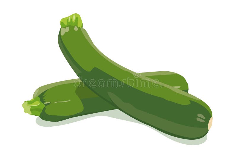 Courgette Vectorillustratie Vector Illustratie - Illustration of ...