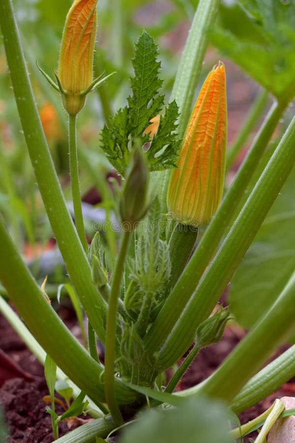 Courgette in the Vegetable Garden Stock Image - Image of agricultural ...