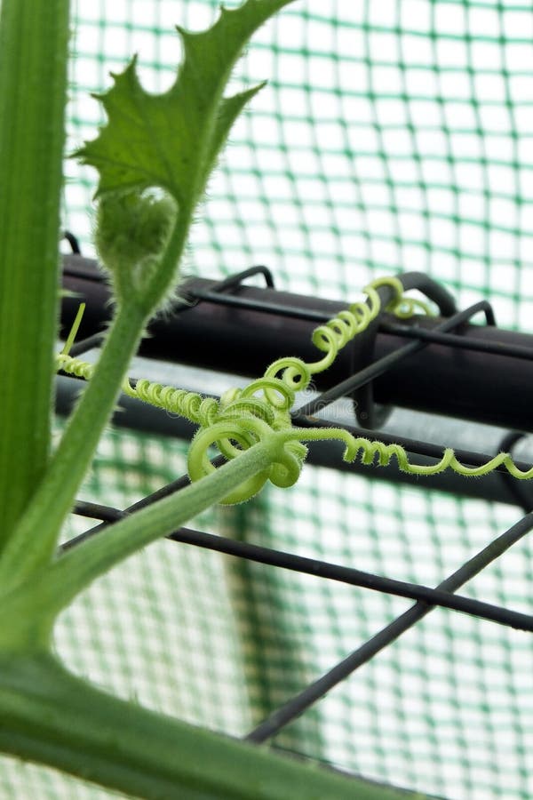 Tendrils stock photo. Image of rack, texture, colored - 165754546