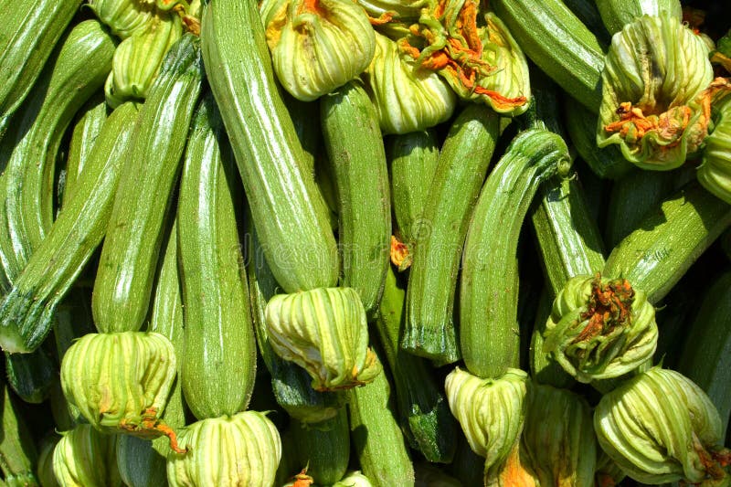 Courgettes. stock image. Image of flower, pumpkin, sunlight - 31205611