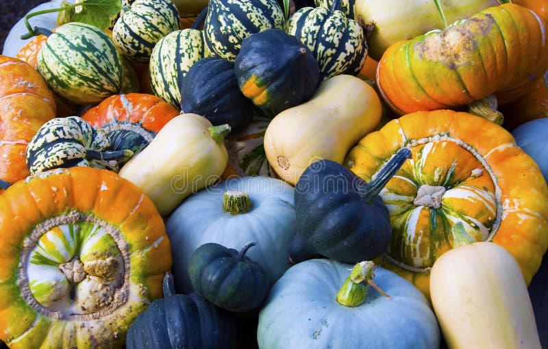 Courgettes Et Courge De Courges De Potirons Image stock - Image of ...