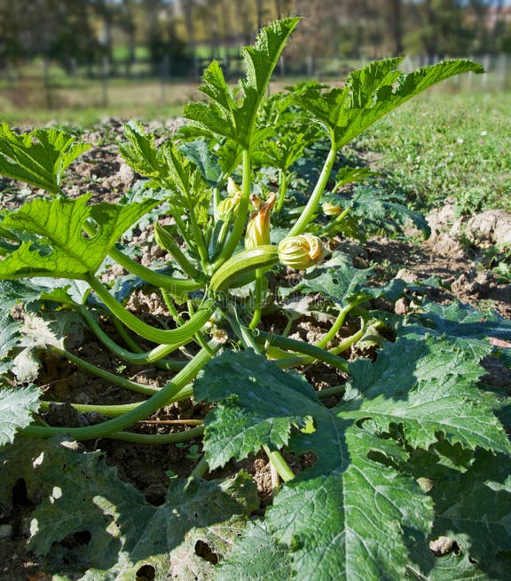 Courgettes or Zucchini in a Kitchen Garden. Stock Photo - Image of ...