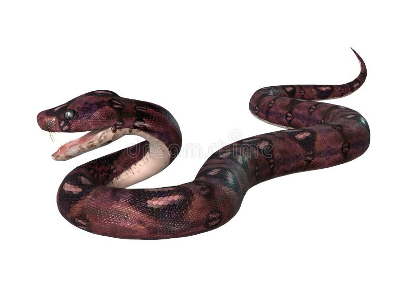 Anaconda Snake on White stock image. Image of tropical - 62893093
