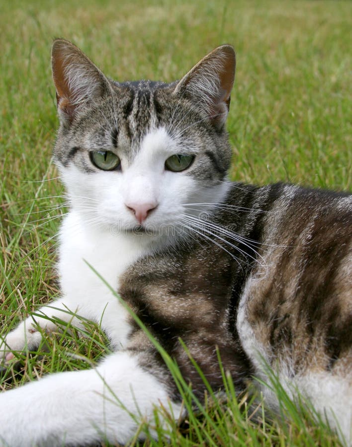 Cat Infected with Feline Herpesvirus - Viral Rhinotracheitis or ...