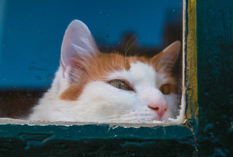 Courious cat stock image. Image of rural, mammal, light - 44625441