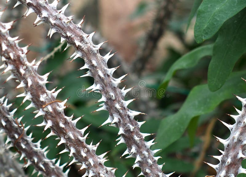 Épines Sur Les Branches D'une Usine Photo stock - Image du épineux ...
