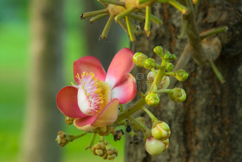 Nagalinga or Shivalinga Flower Stock Image - Image of couroupita ...