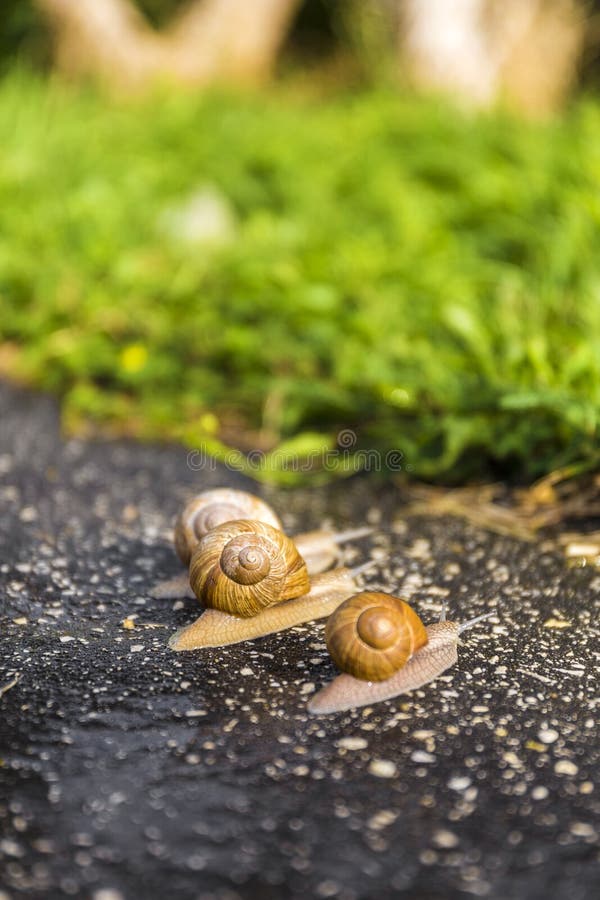 Course D'escargot, Concept Drôle Animal, Sport Rapide Photo stock ...